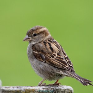 george-c-reifel-bird-sanctuary | DPReview Forums