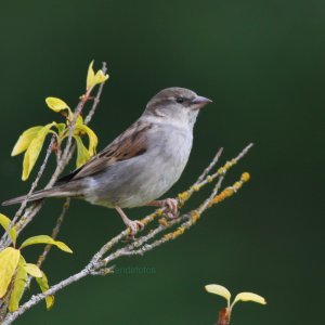 george-c-reifel-bird-sanctuary | DPReview Forums