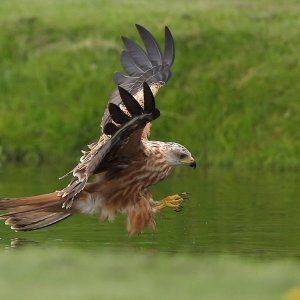 Pouncing Red Kite | DPReview Forums