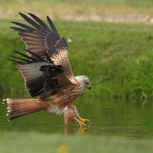Pouncing Red Kite | DPReview Forums
