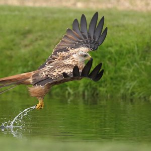 Pouncing Red Kite | DPReview Forums