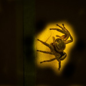 Spider | DPReview Forums