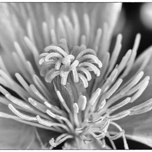 Clematis-Flower | DPReview Forums