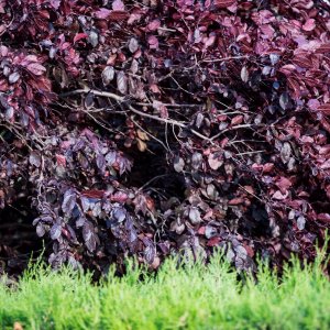 purple leaves | DPReview Forums