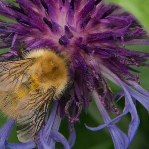 Hoey-Bee-2 | DPReview Forums