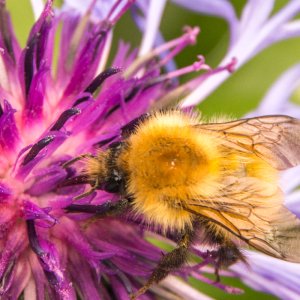 Honey-Bee | DPReview Forums