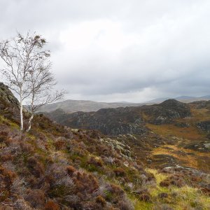 Tree on Kings Howe | DPReview Forums