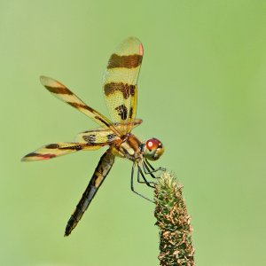 hill-island | DPReview Forums