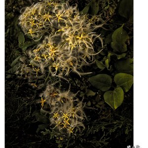 abstract-expressionism | DPReview Forums