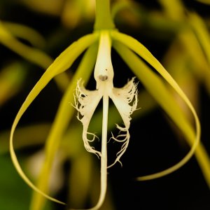 Orchid | DPReview Forums