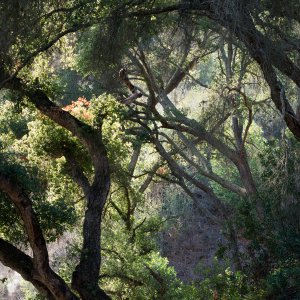 Oak trees - Santa Barbara botanical garden | DPReview Forums