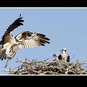 ospeys | DPReview Forums