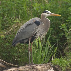 zd-70-300 | DPReview Forums