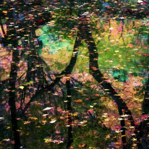 maple-tree | DPReview Forums