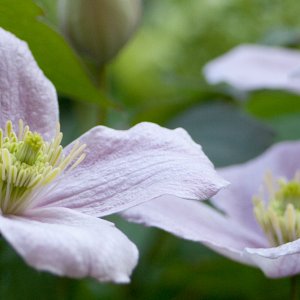 100-crop | DPReview Forums