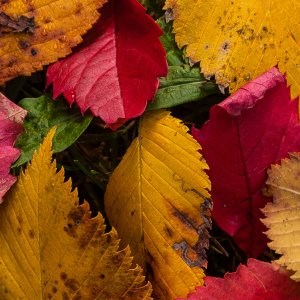 ef-28-135mm-is | DPReview Forums