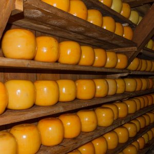 cheese | DPReview Forums