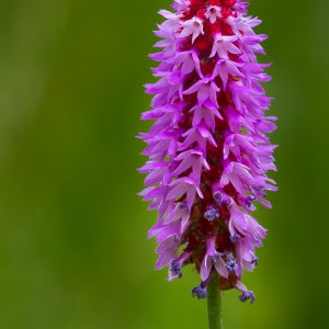 Flower Close-up | DPReview Forums