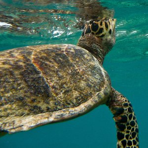 thulhagiri-island | DPReview Forums