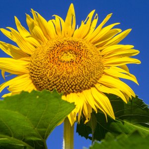 Sunny Side Up_edited-1 | DPReview Forums