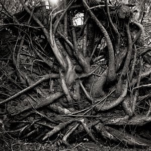 Tangled | DPReview Forums