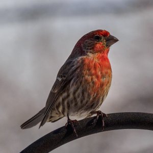 olympus-om-d-e-m1 | DPReview Forums