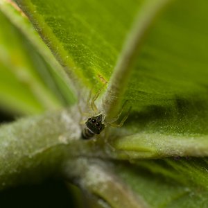 Jumping spider (1) | DPReview Forums