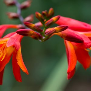 red-flowers | DPReview Forums