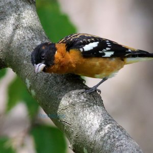 george-c-reifel-bird-sanctuary | DPReview Forums