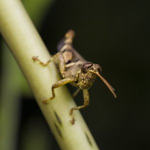 Grasshopper (1) | DPReview Forums