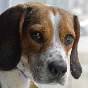 beagle | DPReview Forums