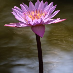 thulhagiri-island | DPReview Forums