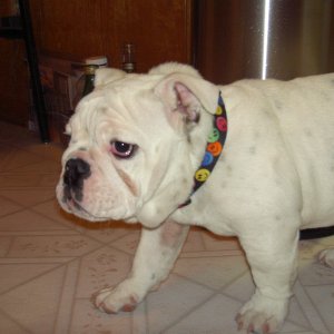 Cute Puppy (17) | DPReview Forums