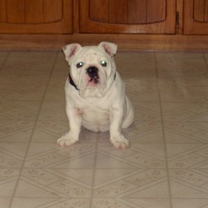 Cute Puppy (15) | DPReview Forums