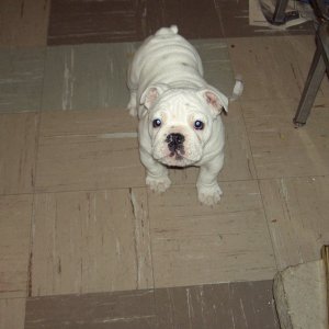 Cute Puppy (15) | DPReview Forums