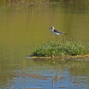 white-stilt | DPReview Forums