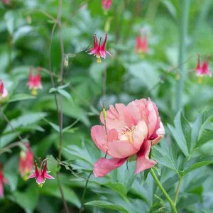 Just Peachy | DPReview Forums