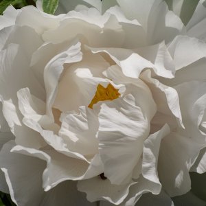 white-peony | DPReview Forums