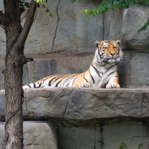 A day at the zoo-Lions | DPReview Forums