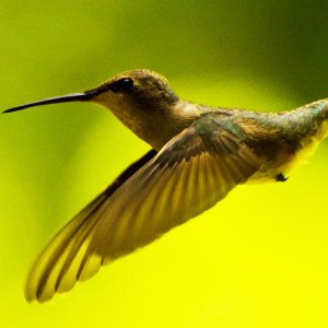 Hummingbird 1 | DPReview Forums