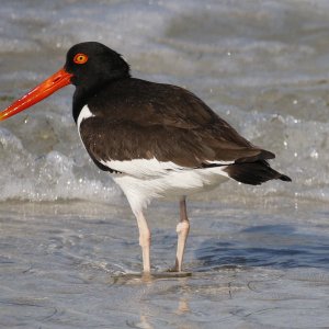 anna-maria-island | DPReview Forums