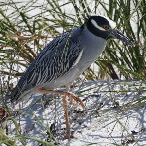 anna-maria-island | DPReview Forums