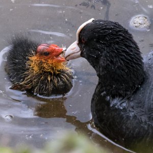 black-coot | DPReview Forums
