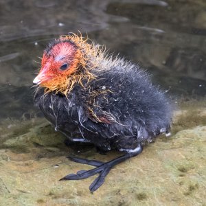 black-coot | DPReview Forums