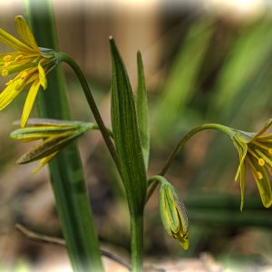 raynox-dcr-5320-pro-hd-macro | DPReview Forums