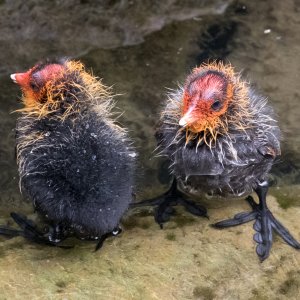 black-coot | DPReview Forums