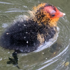 black-coot | DPReview Forums