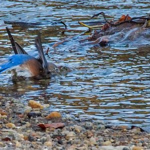 Eastern Bluebird Head First | DPReview Forums
