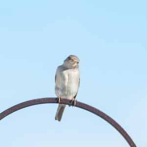 Garden Birds | DPReview Forums