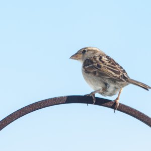 Garden Birds | DPReview Forums